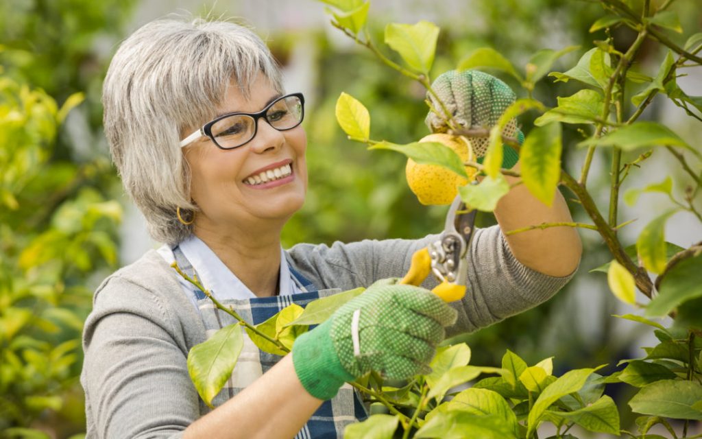 How To Take Care of A Fruit Tree Care