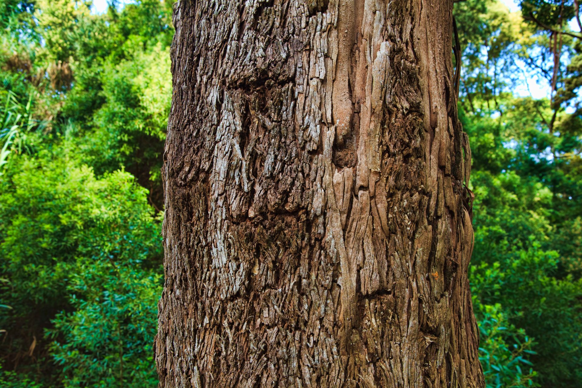 WHY IS BARK FALLING OFF MY TREE
