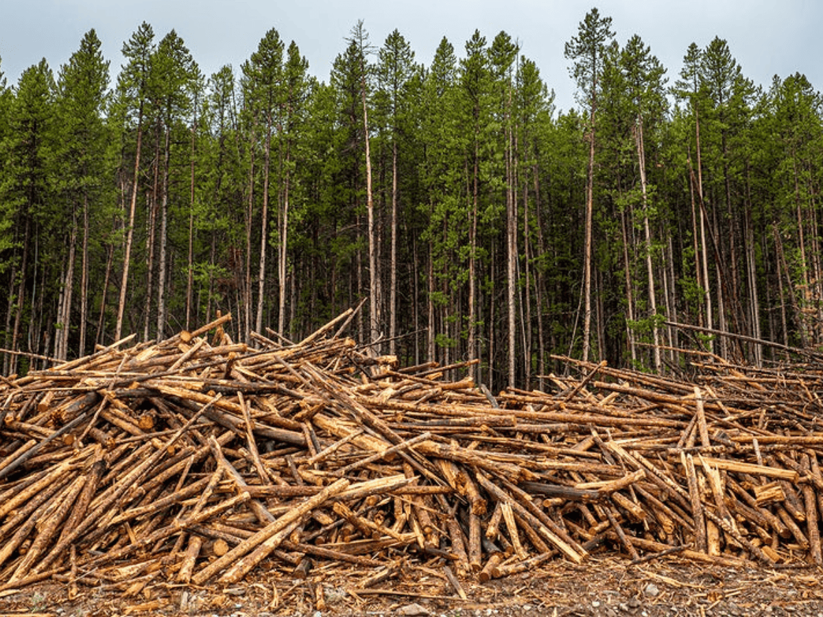 Deforestation: Clearing The Path For Wildlife Extinctions