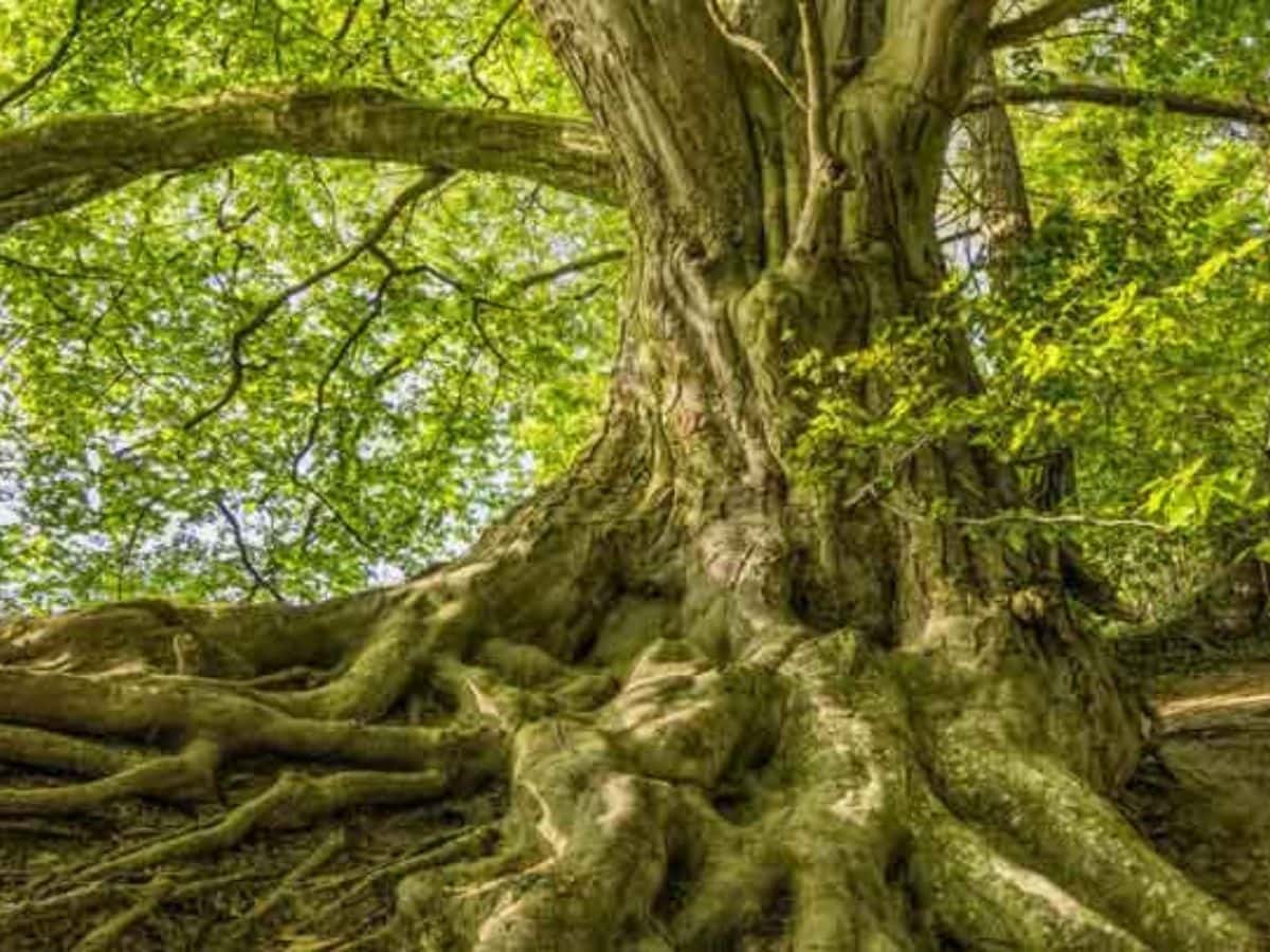 What Do You Do With Tree Roots Above Ground?