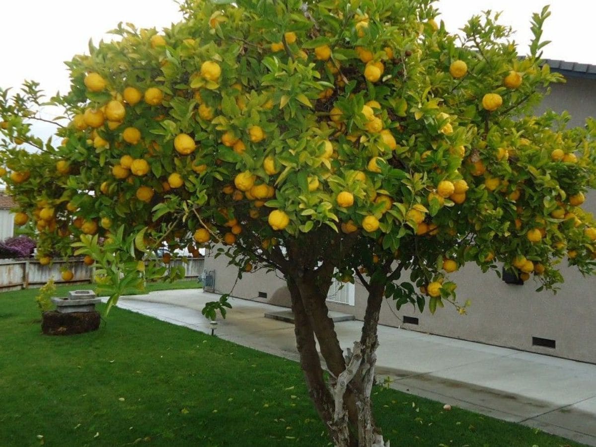 How to Transplant a Lemon Tree