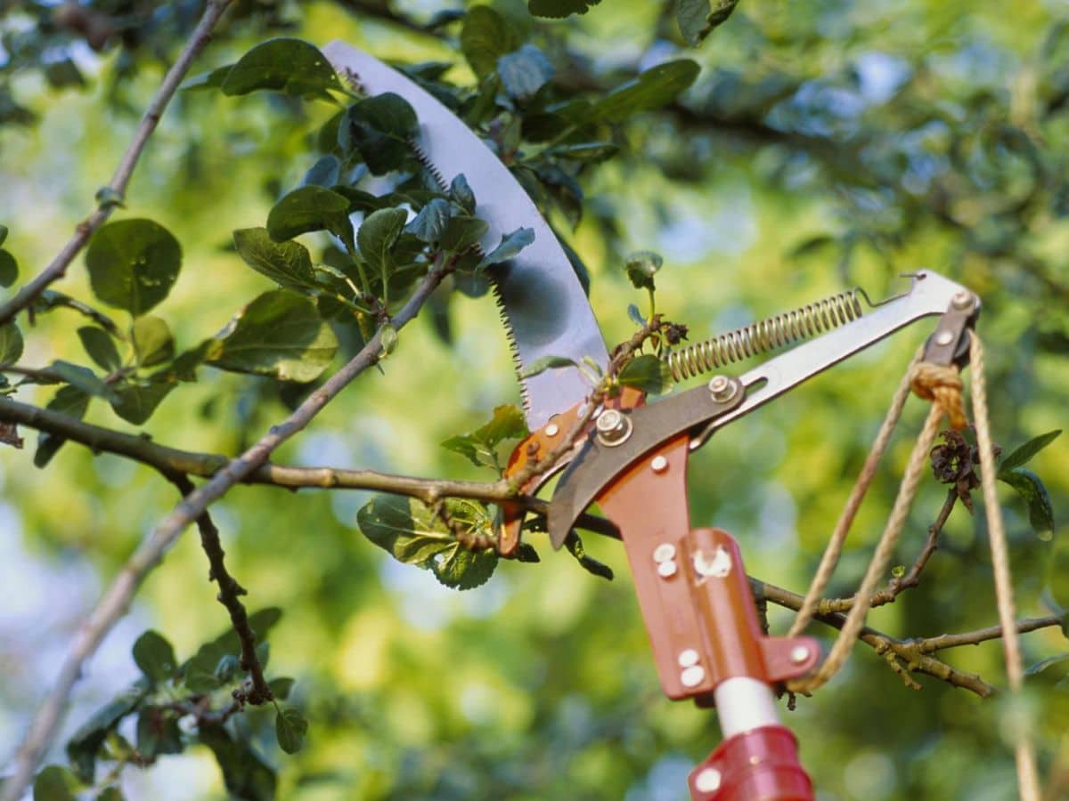 How to Use a Tree Pruning Saw and the Techniques