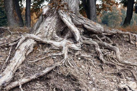 What Do You Do With Tree Roots Above Ground?