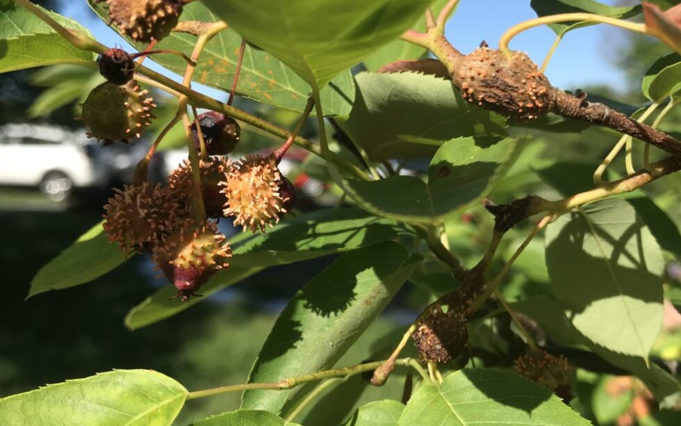 Pruning a Serviceberry Tree