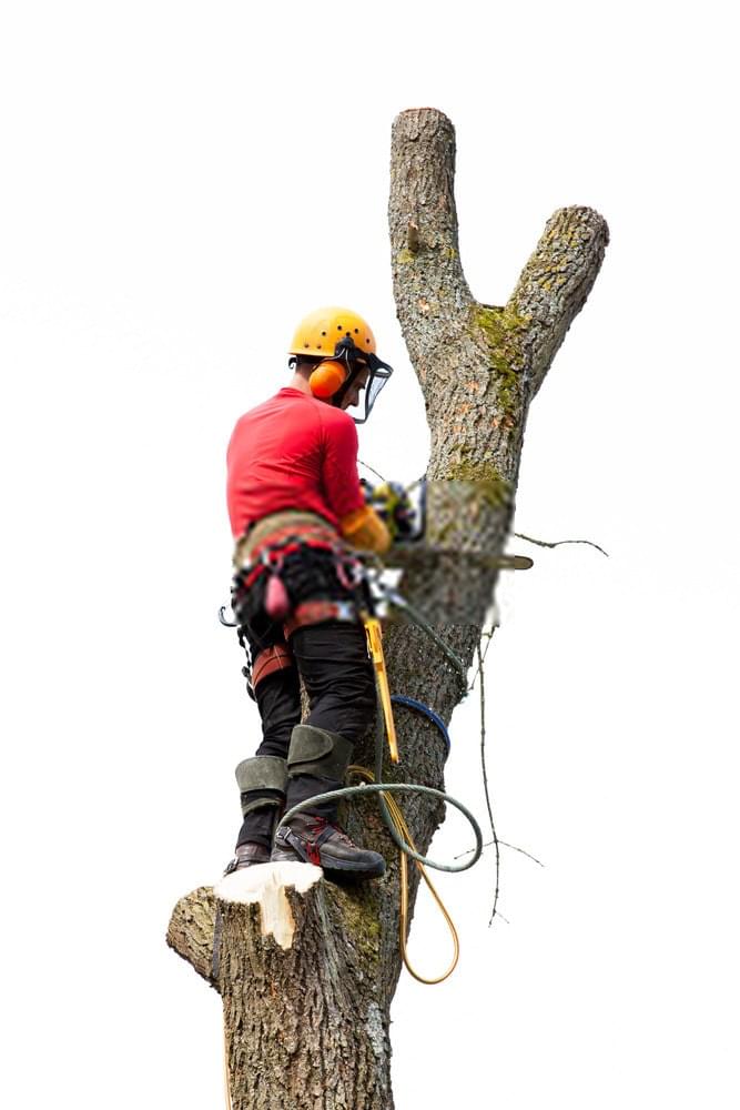 Townsville Tree Lopping Services - Tree & Stump Removal Loppers